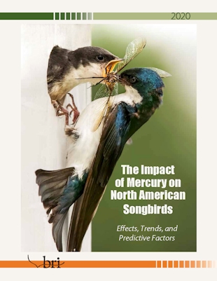 Songbird Program - Biodiversity Research Institute - Innovative ...