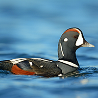 BRI Blog - Biodiversity Research Institute - Innovative Wildlife ...