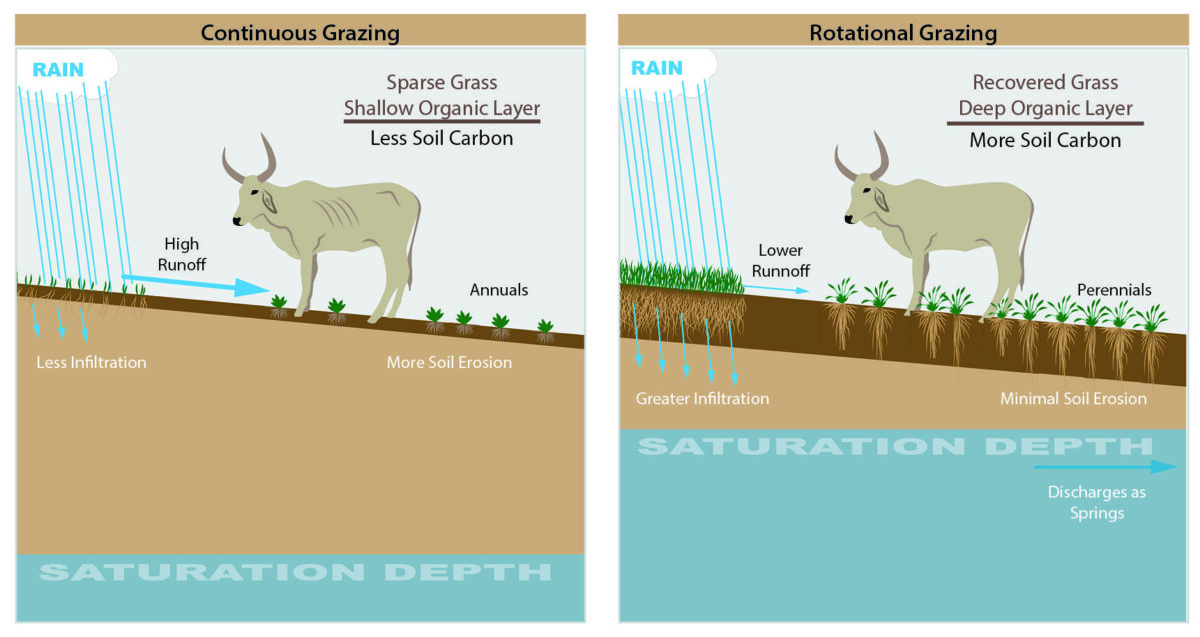 Blog Archive - Biodiversity Research Institute - Innovative Wildlife ...