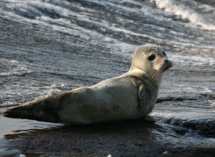 Blog Archive - Biodiversity Research Institute - Innovative Wildlife ...