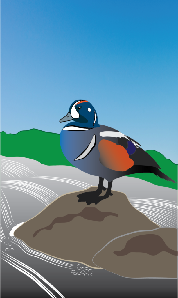 Waterfowl Program - Biodiversity Research Institute - Innovative ...