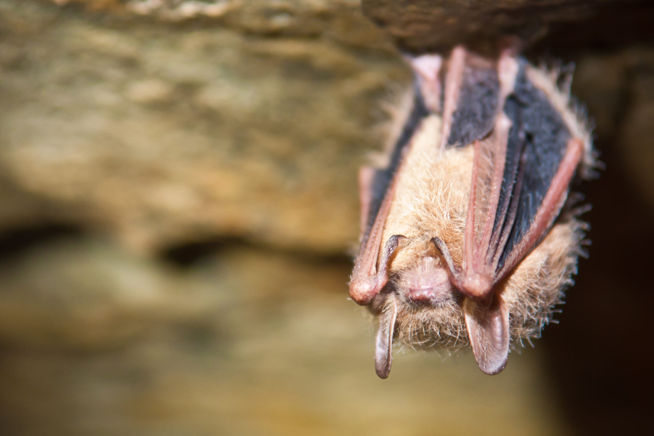Bat Detector FAQ - Biodiversity Research Institute - Innovative ...
