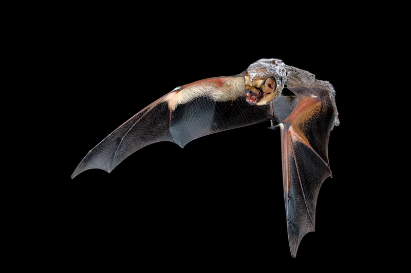 Species Spotlight – The Hoary Bat - Biodiversity Research Institute ...